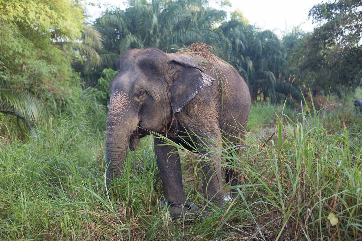 Elephants Favourite Food - Southern Thailand Elephant Foundation
