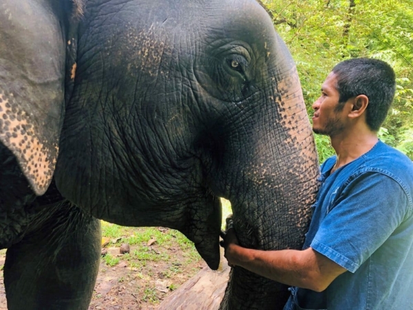 Starving Elephants in Southern Thailand - Starving Elephants in ...