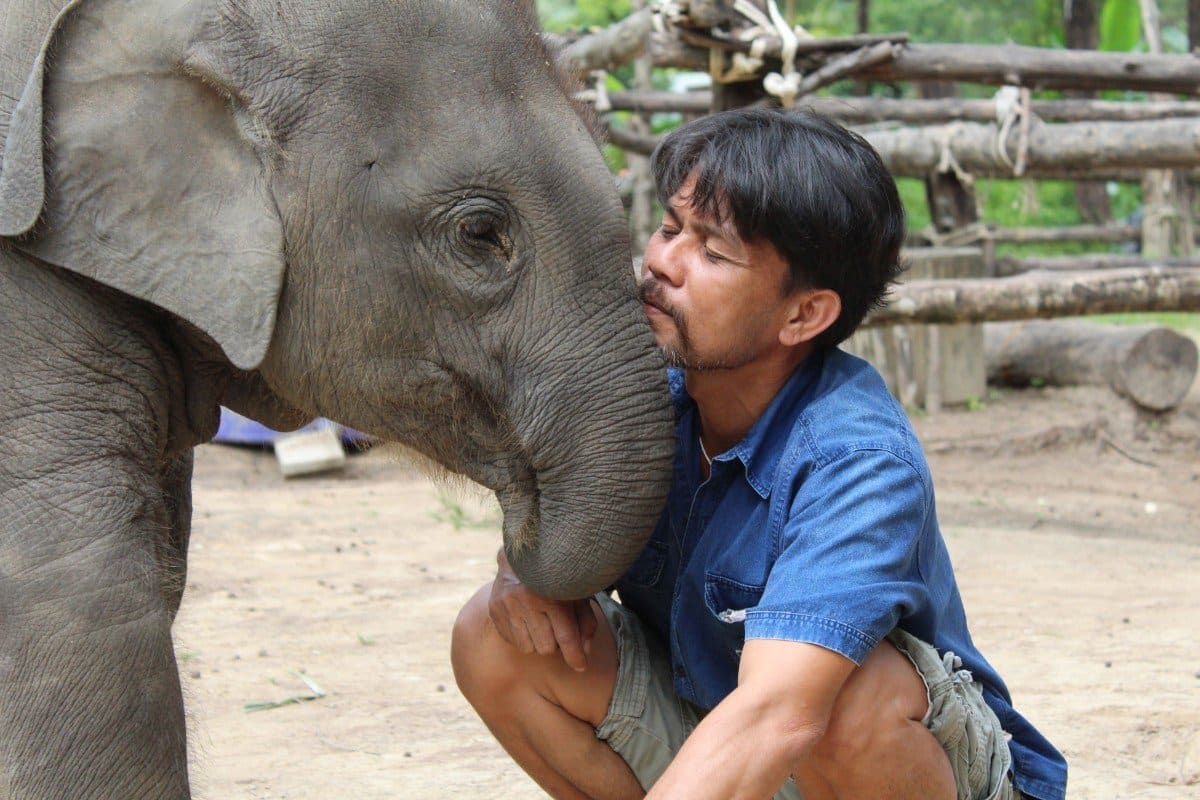 Elephant EEHV Virus - Southern Thailand Elephant Foundation