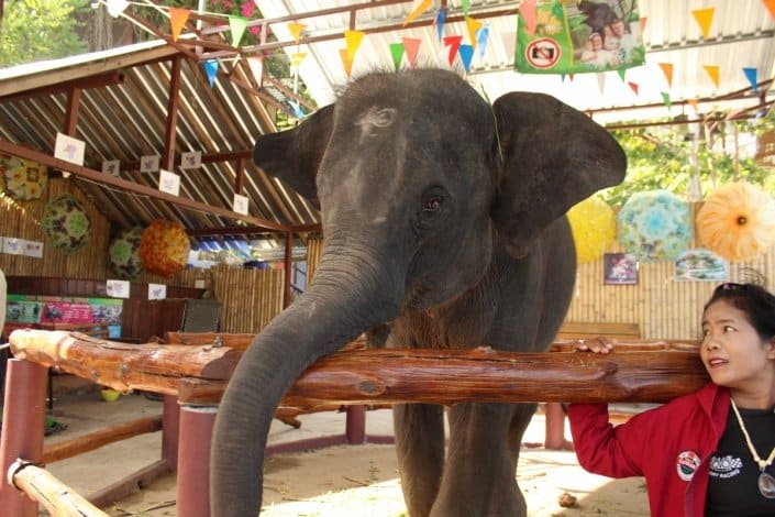 Elephant Lice - Elephant Lice