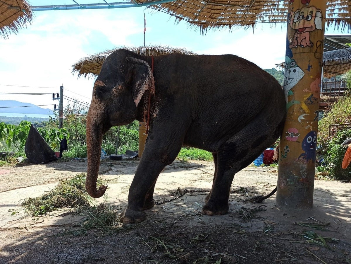 Elephant Vet - Southern Thailand Elephant Foundation