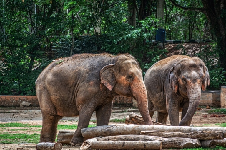 Elephants Used for Logging - Southern Thailand Elephant Foundation