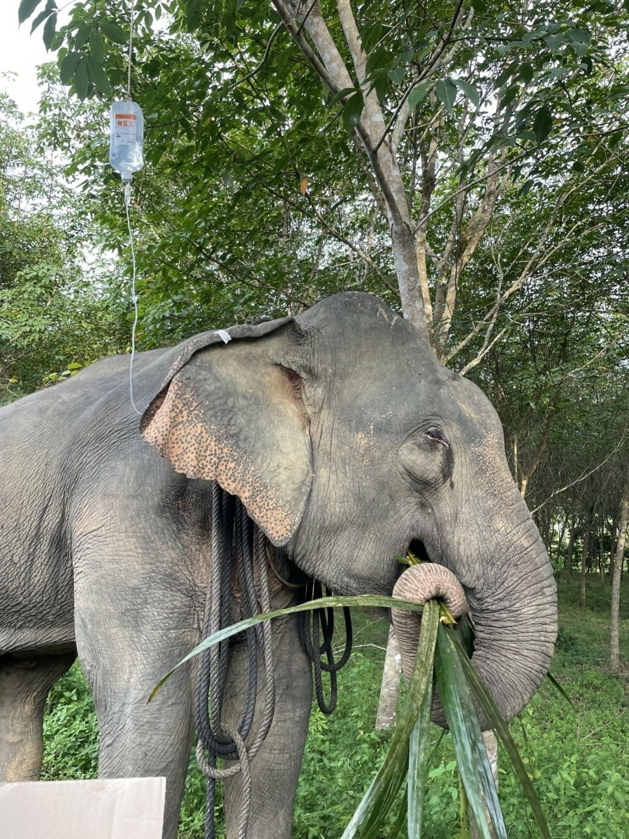 elephants logging - elephants logging