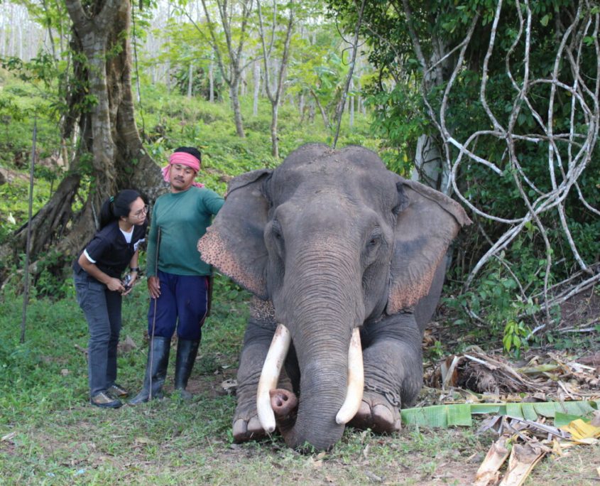 Elephant Training - Southern Thailand Elephant Foundation
