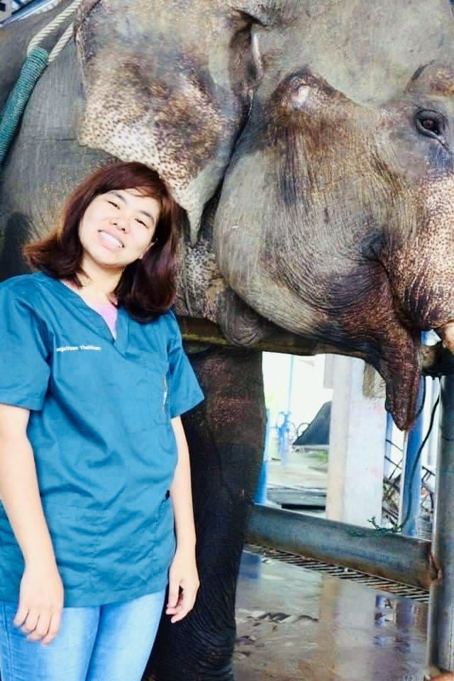New Elephant Vet - New Elephant Vet