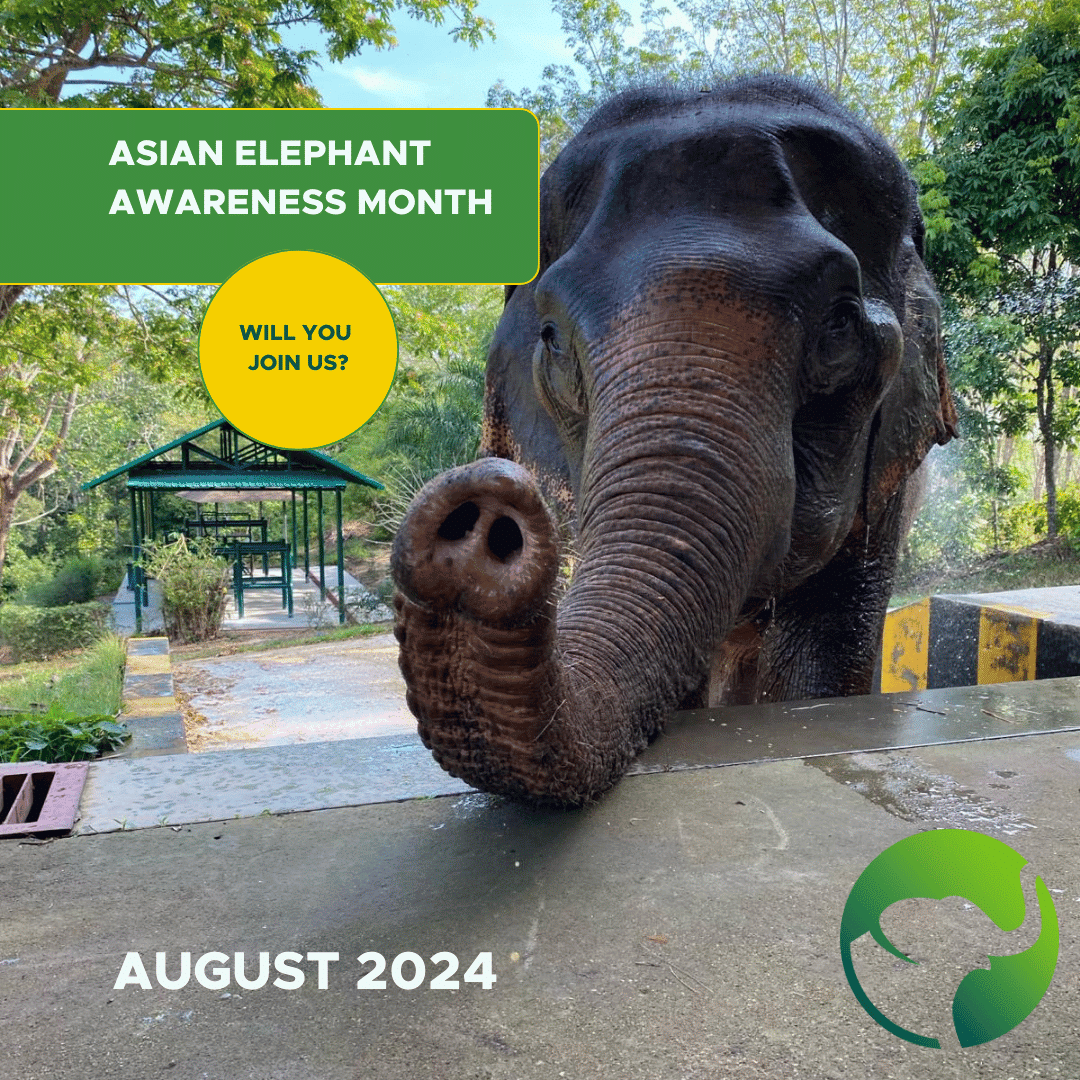 Asian Elephant Awareness Month 2024 - Asian Elephant Awareness Month 2024