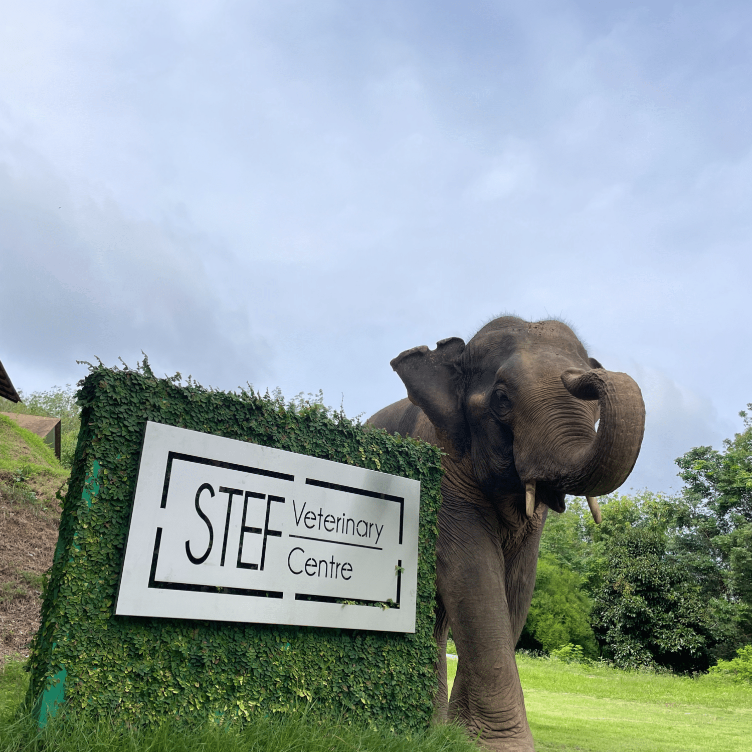 Donate - Southern Thailand Elephant Foundation